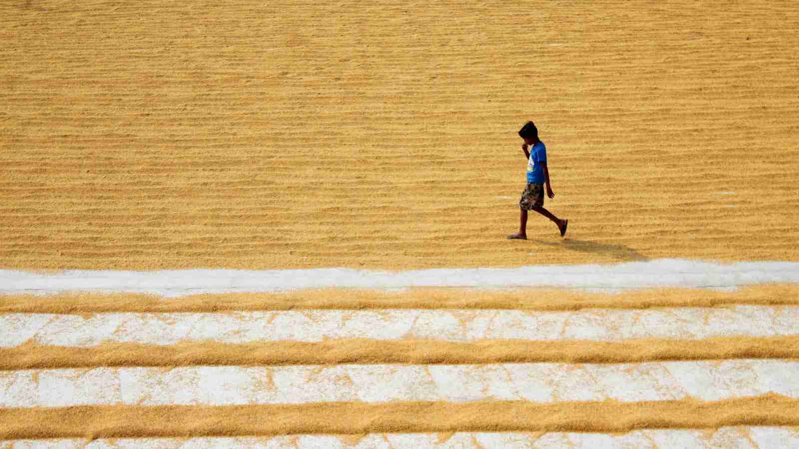 Rice Milling Marvels: The Paddy Processing Plant - Rice21 - Grain ...