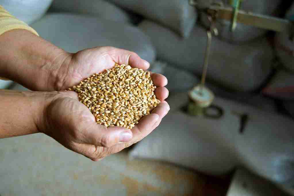 The Art of Cereal Processing: From Field to Bowl - Rice21 - Grain ...