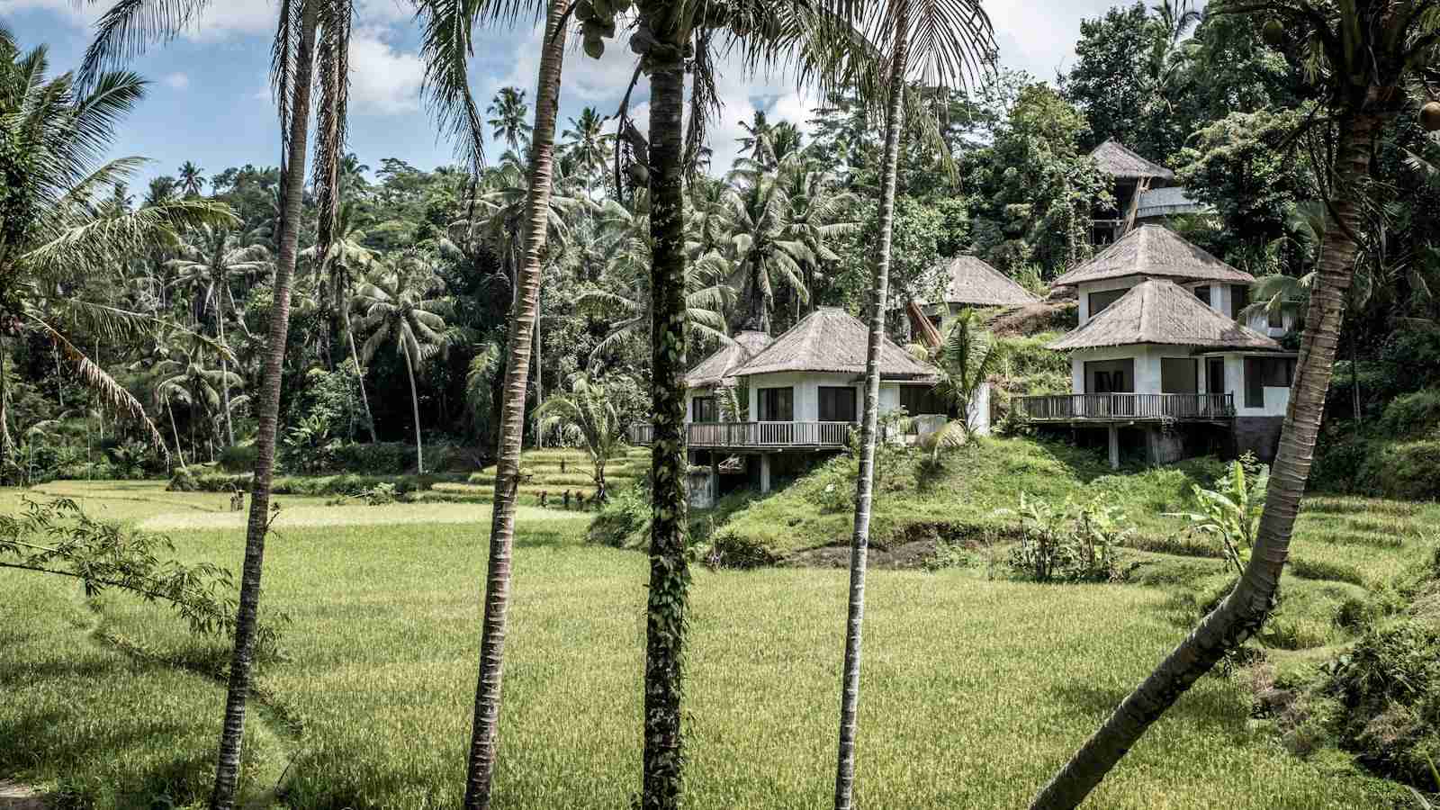 The Art of Rice: Inside a Paddy Processing Unit - Rice21 - Grain ...