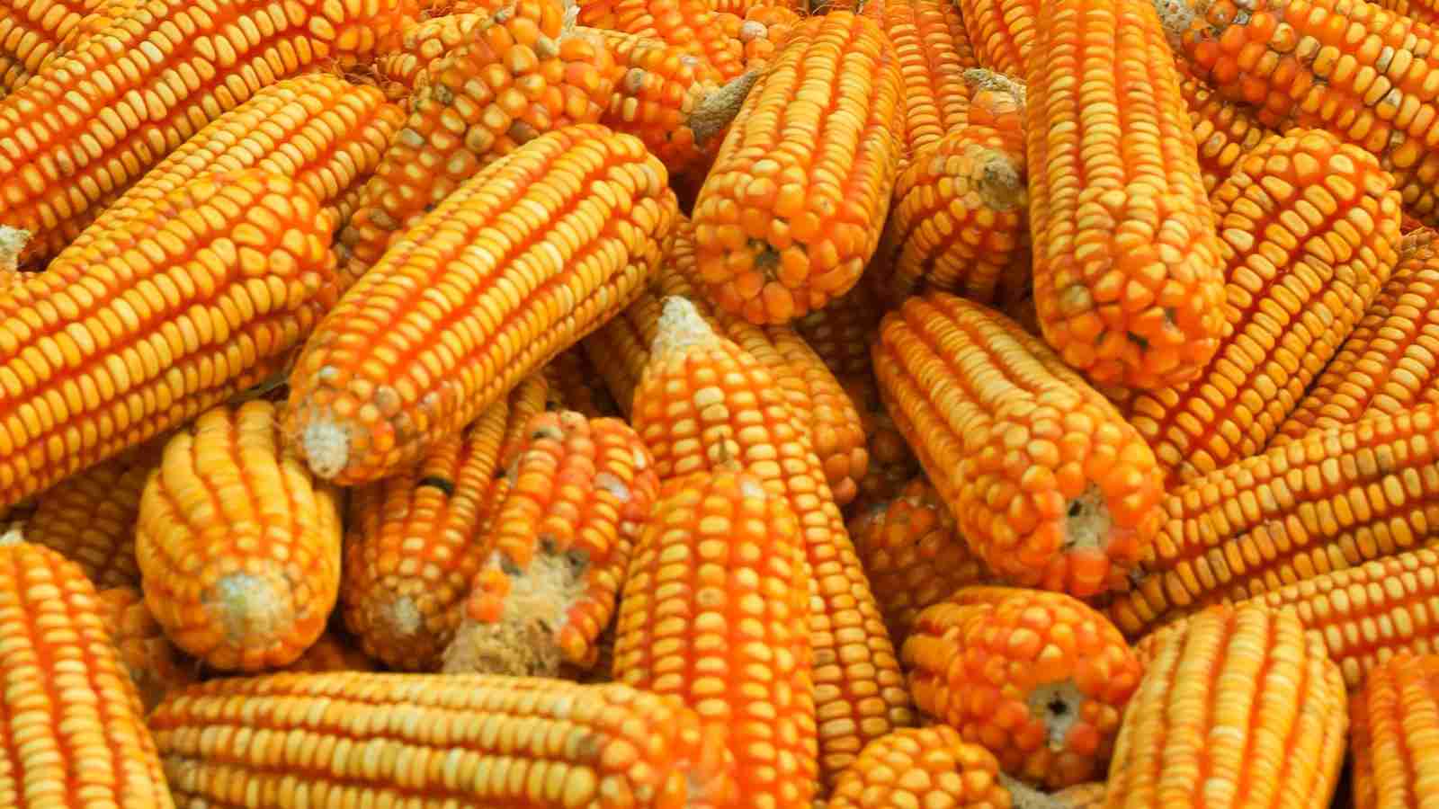 Unveiling the Magic of Corn Processing - Rice21 - Grain Processing News