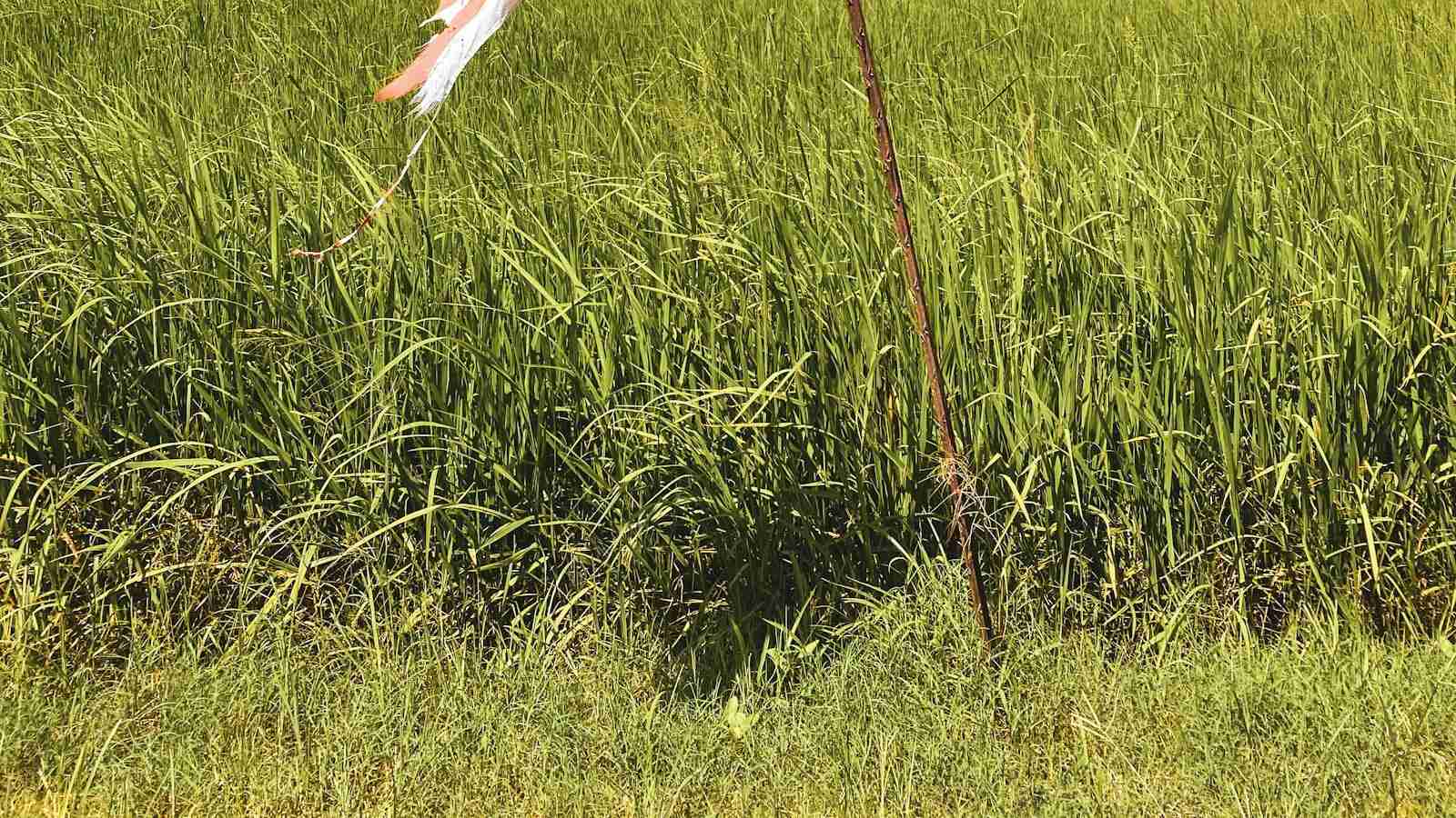 The Art of Rice: Inside a Paddy Processing Plant - Rice21 - Grain ...