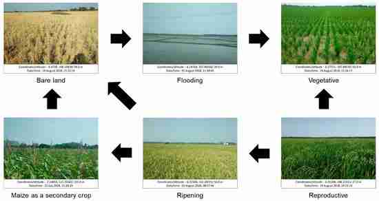 The Journey of Rice: From Field to Plate - Rice21 - Grain Processing News