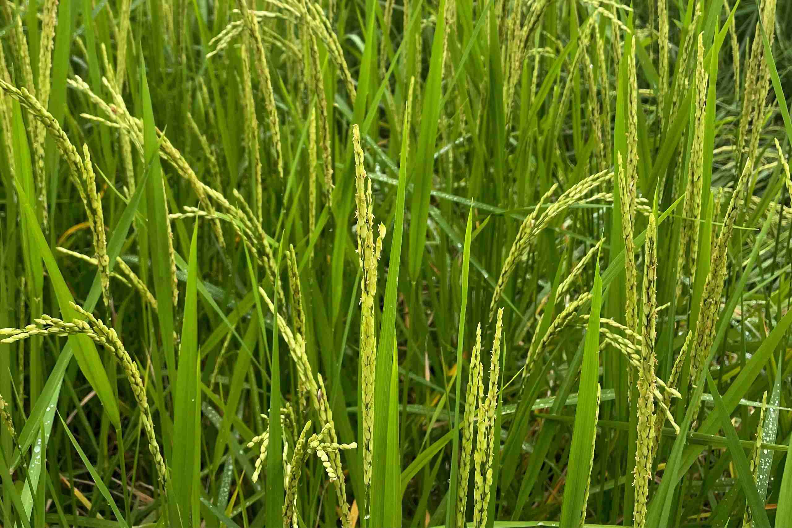 From Field to Fork: Uncovering the Essentials of a Rice Processing ...