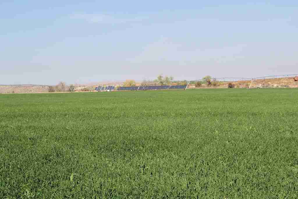 The Magic of Paddy Processing Machines: Revolutionizing Rice Production ...