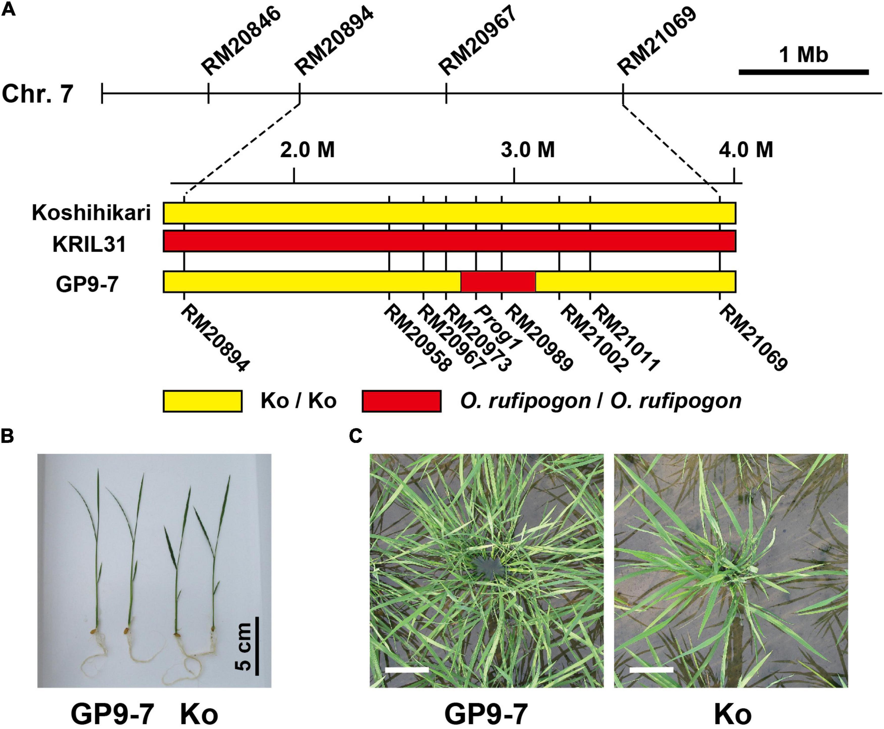 The Art of Parboiled Rice: Inside a Processing Plant - Rice21 - Grain ...