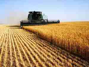 Paddy Processing - Rice21 - Grain Processing News