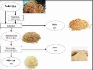 Paddy Processing - Rice21 - Grain Processing News