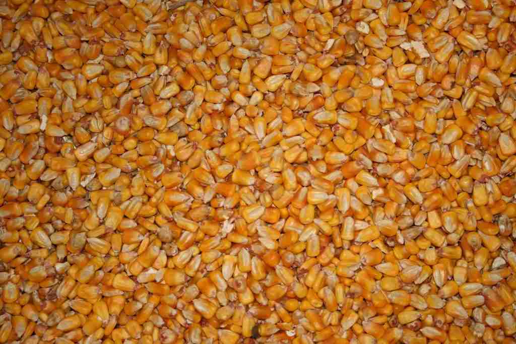 Unlocking the Grain: The Art and Science of Cereal Milling - Rice21 ...