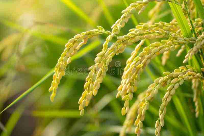 Transforming Paddy: A Journey from Field to Flour - Rice21 - Grain ...