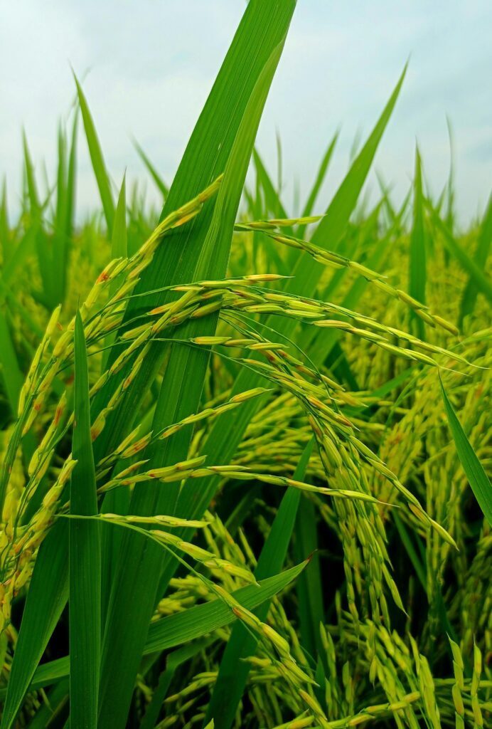 Top Picks for the Best Rice Mills: Quality Meets Efficiency - Rice21 ...