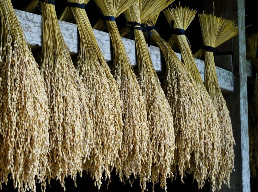 Unlocking Efficiency: The Latest in Rice Processing Equipment - Rice21 ...
