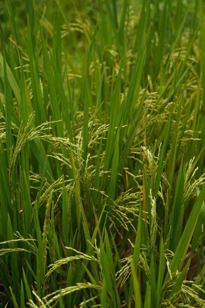 Unveiling the Process: Inside a Parboiled Rice Plant - Rice21 - Grain ...